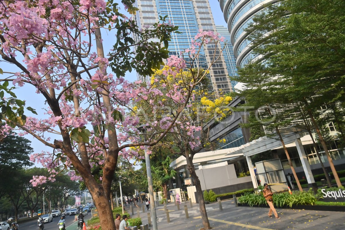 Bunga tabebuya bermekaran di Jalan Jenderal Sudirman | ANTARA Foto
