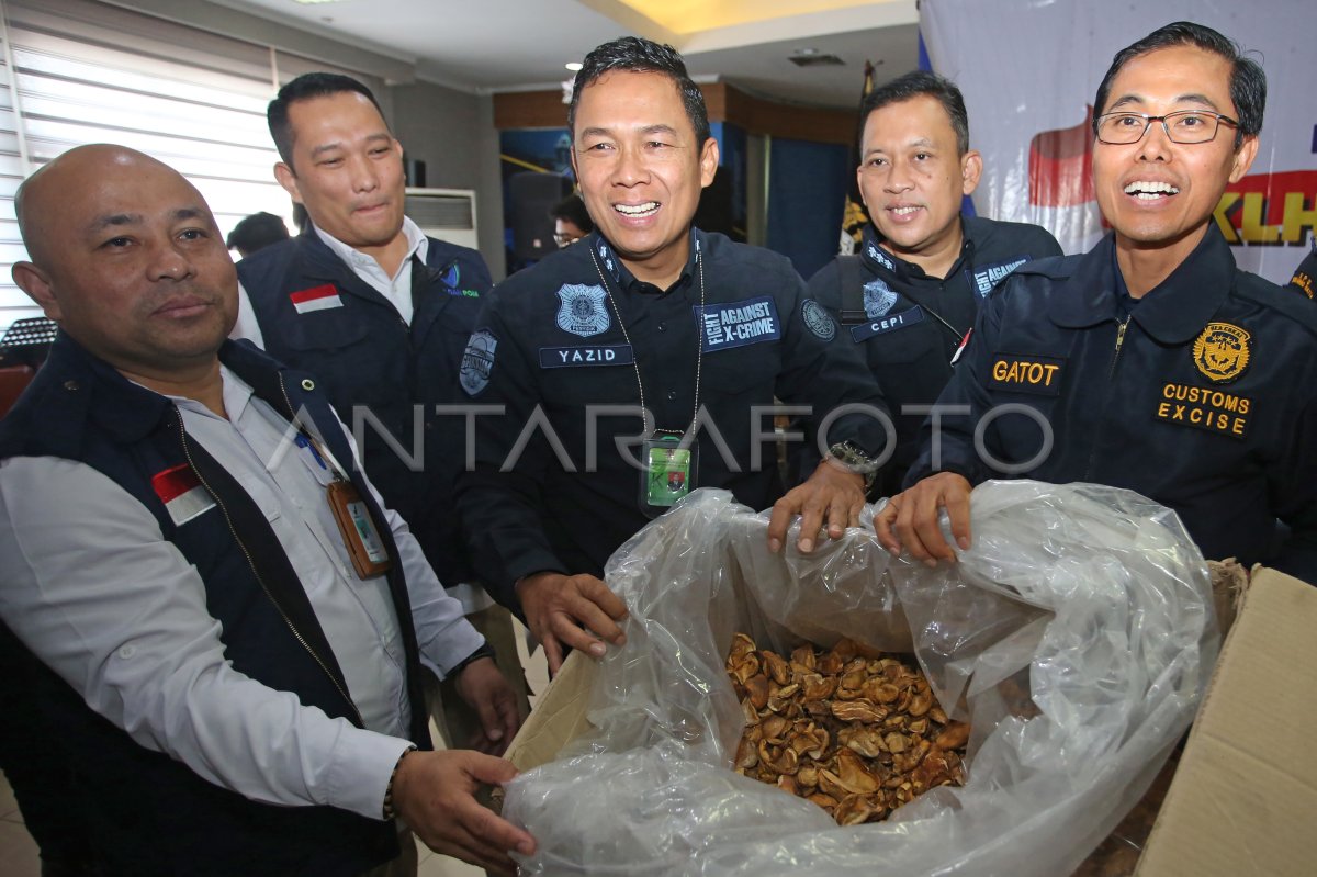Penegahan ekspor ilegal sisik trenggiling dan obat tanpa izin ed ... Penegahan ekspor ilegal sisik trenggiling dan obat tanpa izin ed ...
