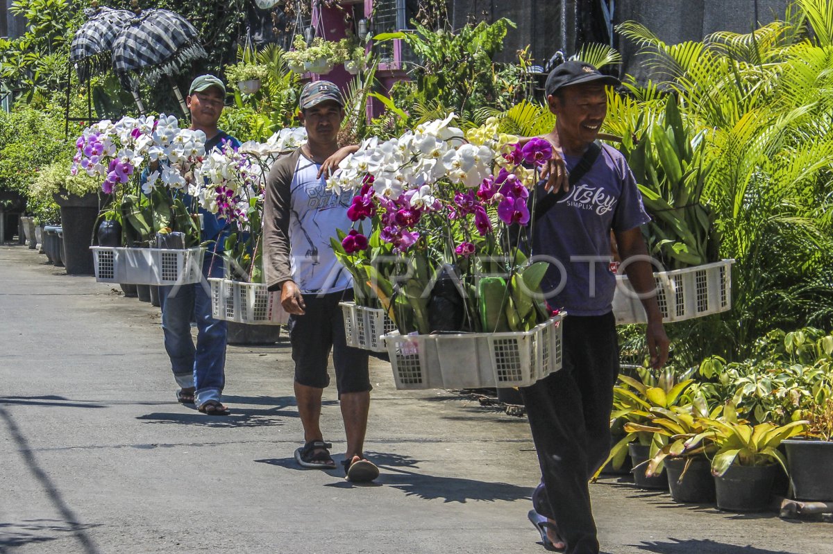 Penjualan tanaman hias meningkat jelang Natal | ANTARA Foto Penjualan tanaman hias meningkat jelang Natal | ANTARA Foto