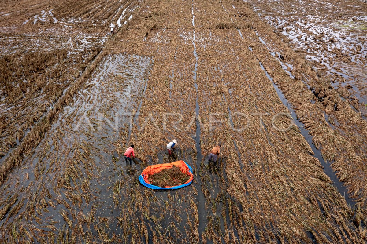 Ribuan hektare lahan pertanian terdampak banjir di Demak | ANTARA Foto Ribuan hektare lahan pertanian terdampak banjir di Demak | ANTARA Foto