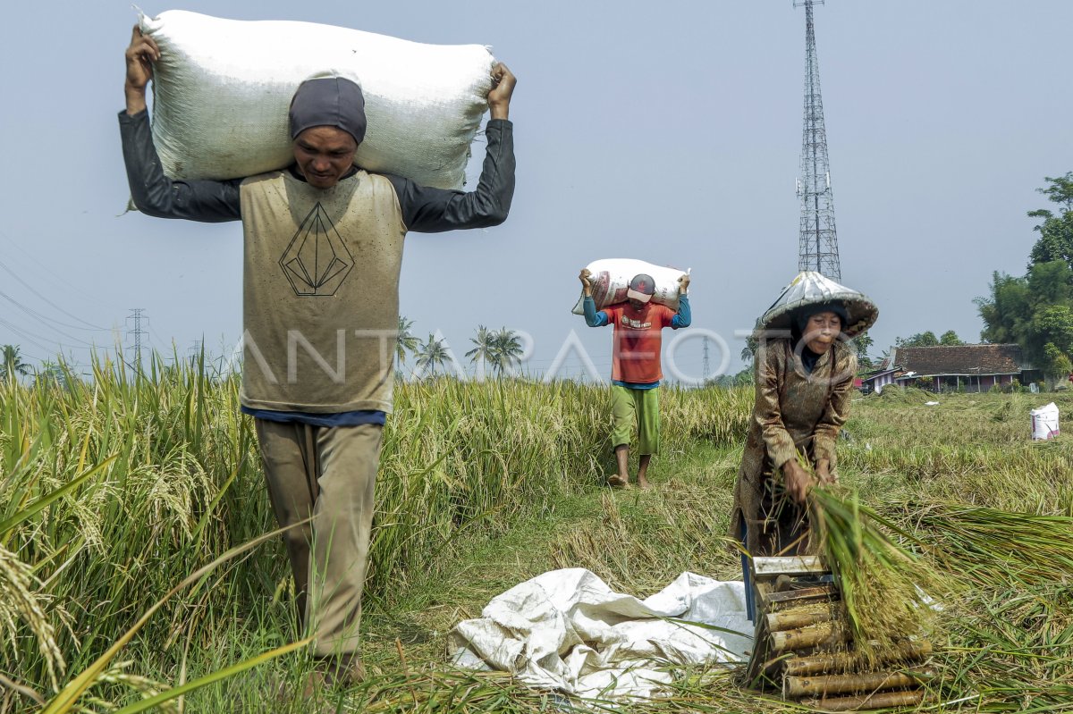 Penyerapan gabah kering panen | ANTARA Foto