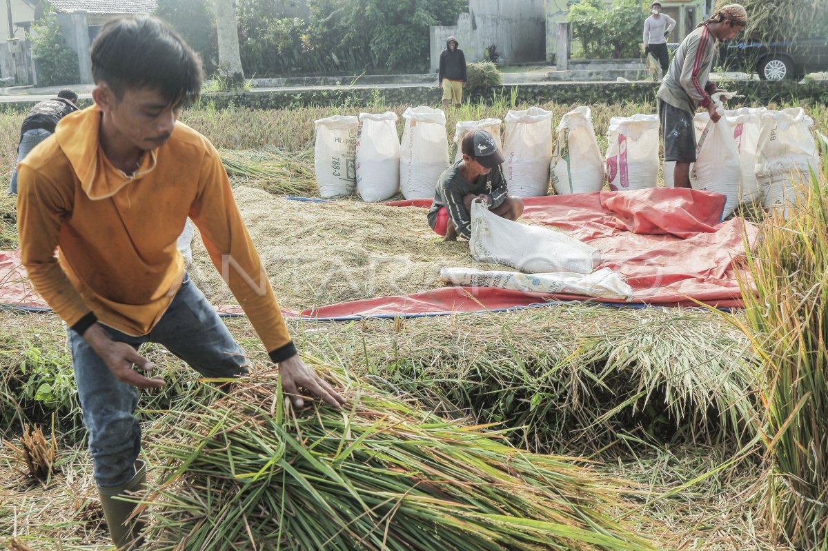 Penyerapan gabah kering panen | ANTARA Foto