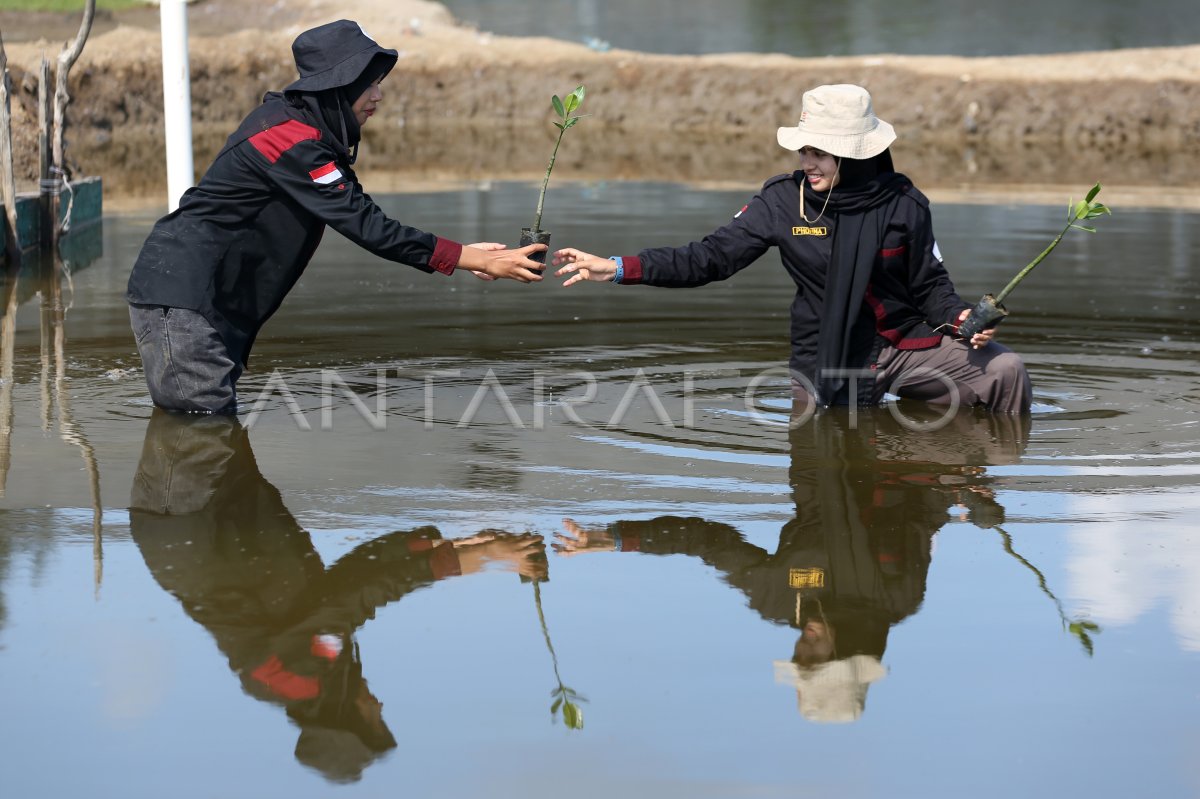 Penanaman mangrove di pesisir pantai Lampulo Aceh | ANTARA Foto Penanaman mangrove di pesisir pantai Lampulo Aceh | ANTARA Foto