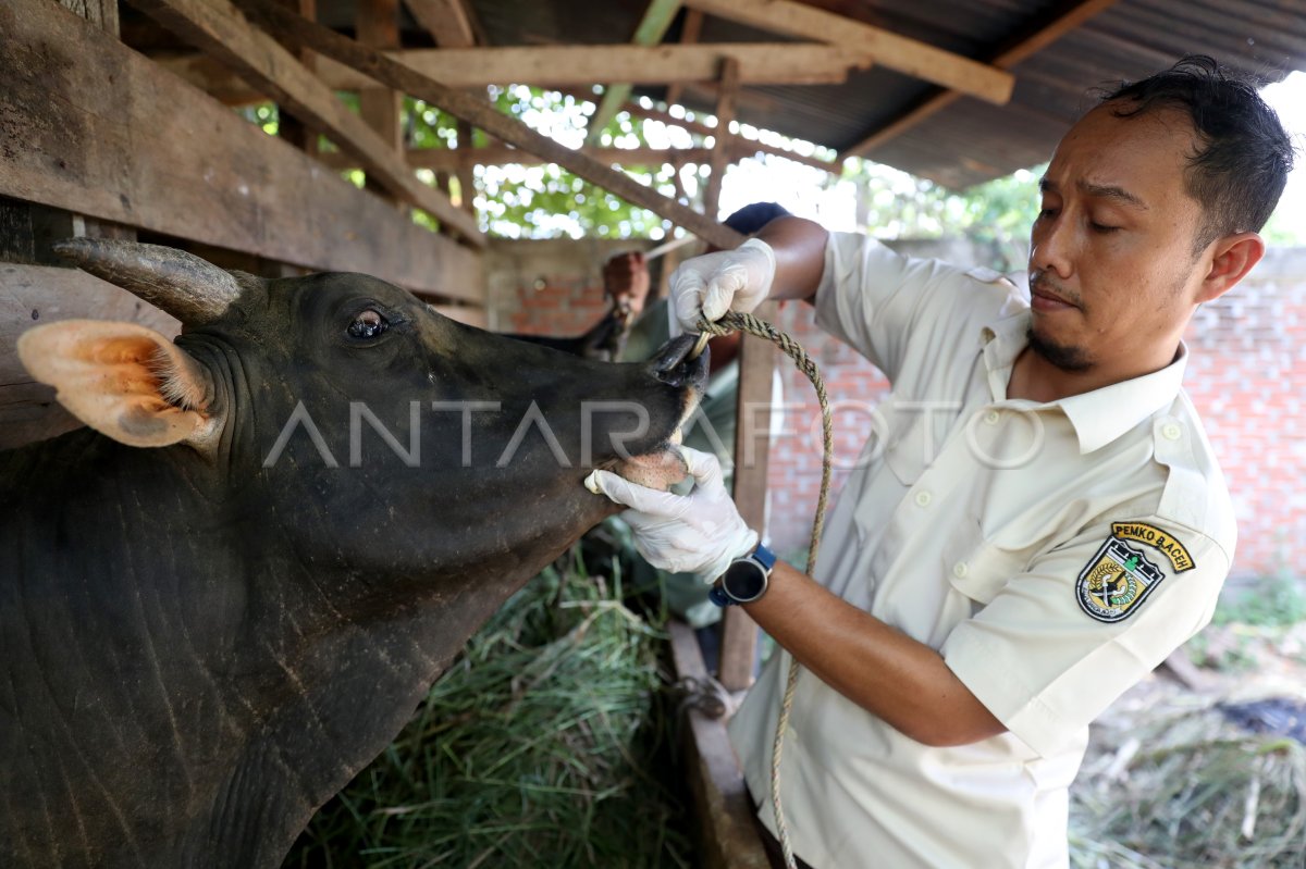 Pemeriksaan kesehatan hewan kurban | ANTARA Foto Pemeriksaan kesehatan hewan kurban | ANTARA Foto