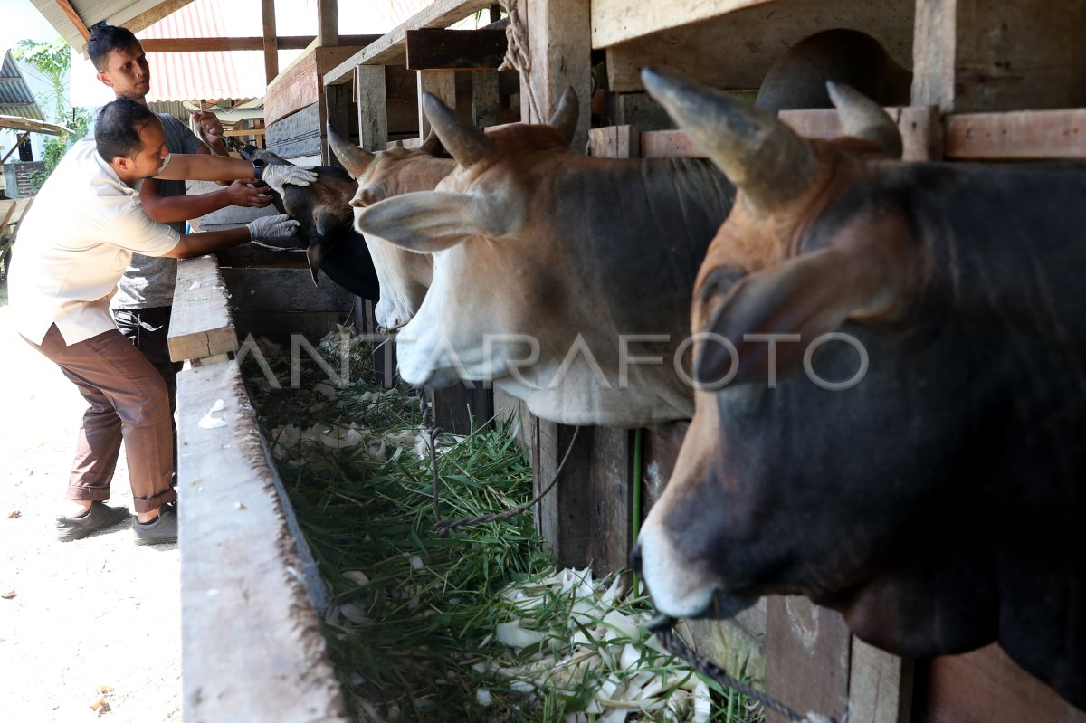 Pemeriksaan kesehatan hewan kurban | ANTARA Foto