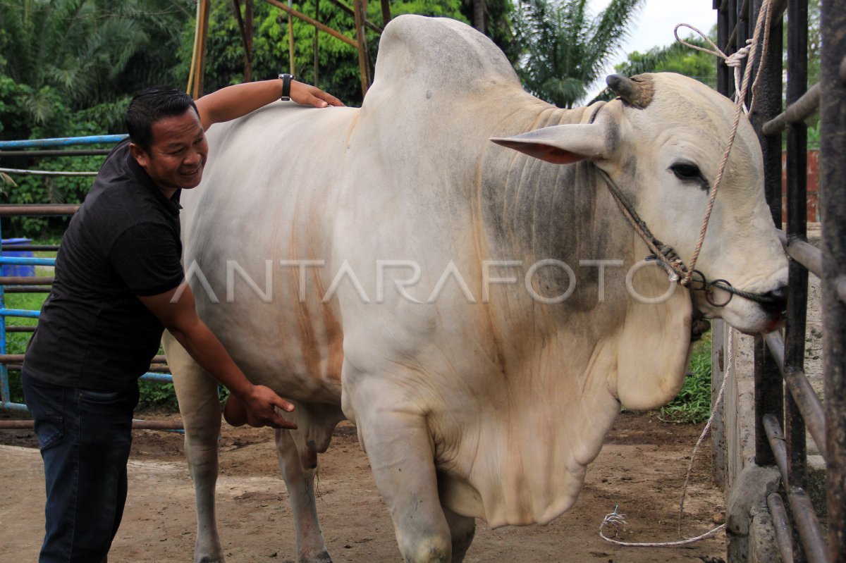 Sapi kurban dari Presiden Jokowi di Sumut | ANTARA Foto