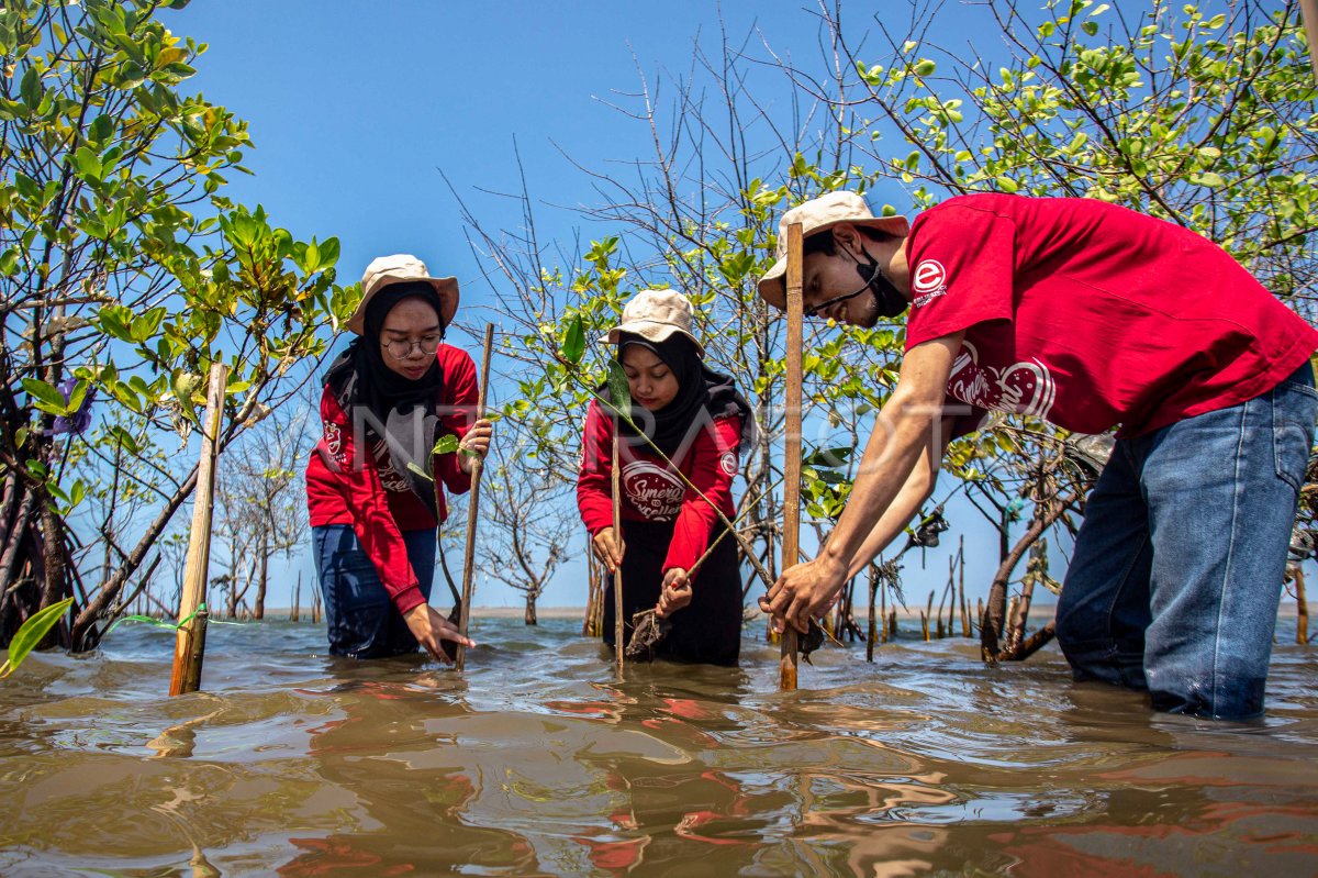 Ekowisata tanam mangrove di Pantai Baros Yogyakarta | ANTARA Foto