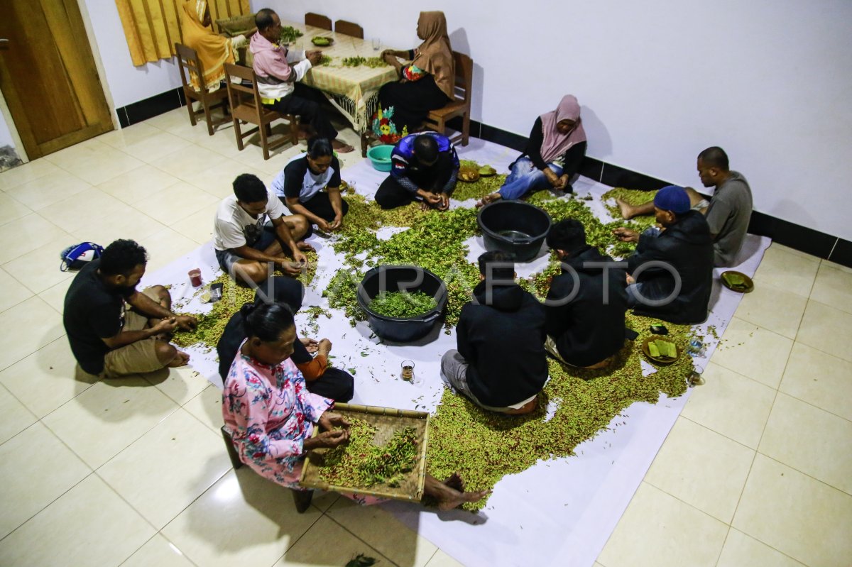 Tradisi gotong royong memilah cengkih hasil panen di Tidore | ANTARA Foto Tradisi gotong royong memilah cengkih hasil panen di Tidore | ANTARA Foto
