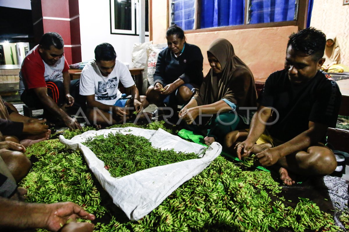 Tradisi gotong royong memilah cengkih hasil panen di Tidore | ANTARA Foto Tradisi gotong royong memilah cengkih hasil panen di Tidore | ANTARA Foto