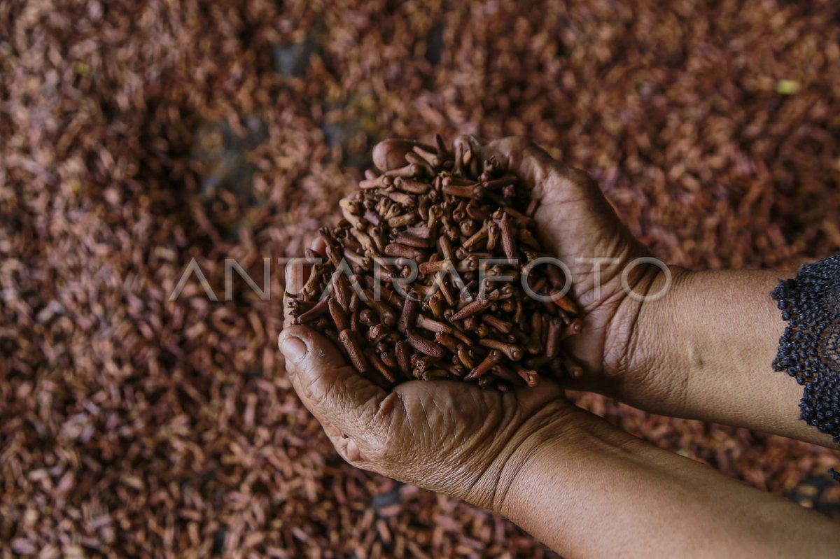 Panen cengkeh terkendala proses pengeringan | ANTARA Foto