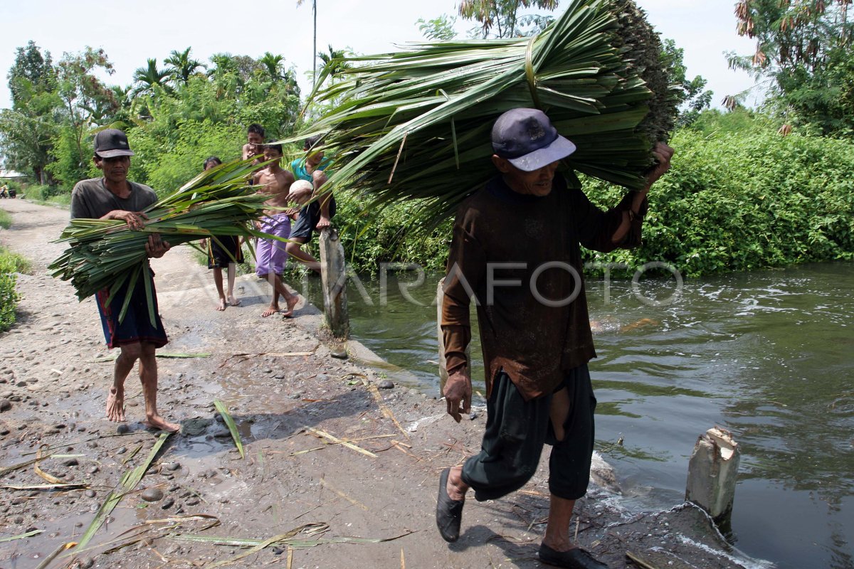 Daun Nipah Antara Foto