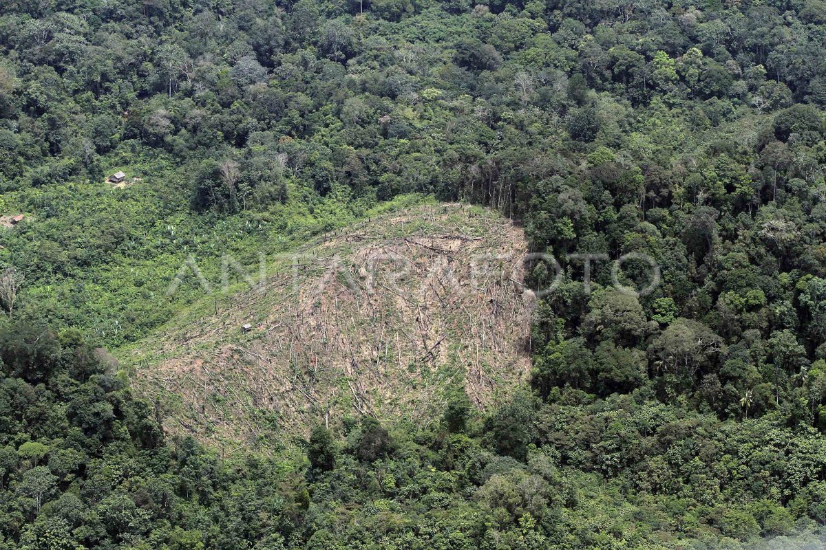 ANCAM TAMAN NASIONAL | ANTARA Foto ANCAM TAMAN NASIONAL | ANTARA Foto