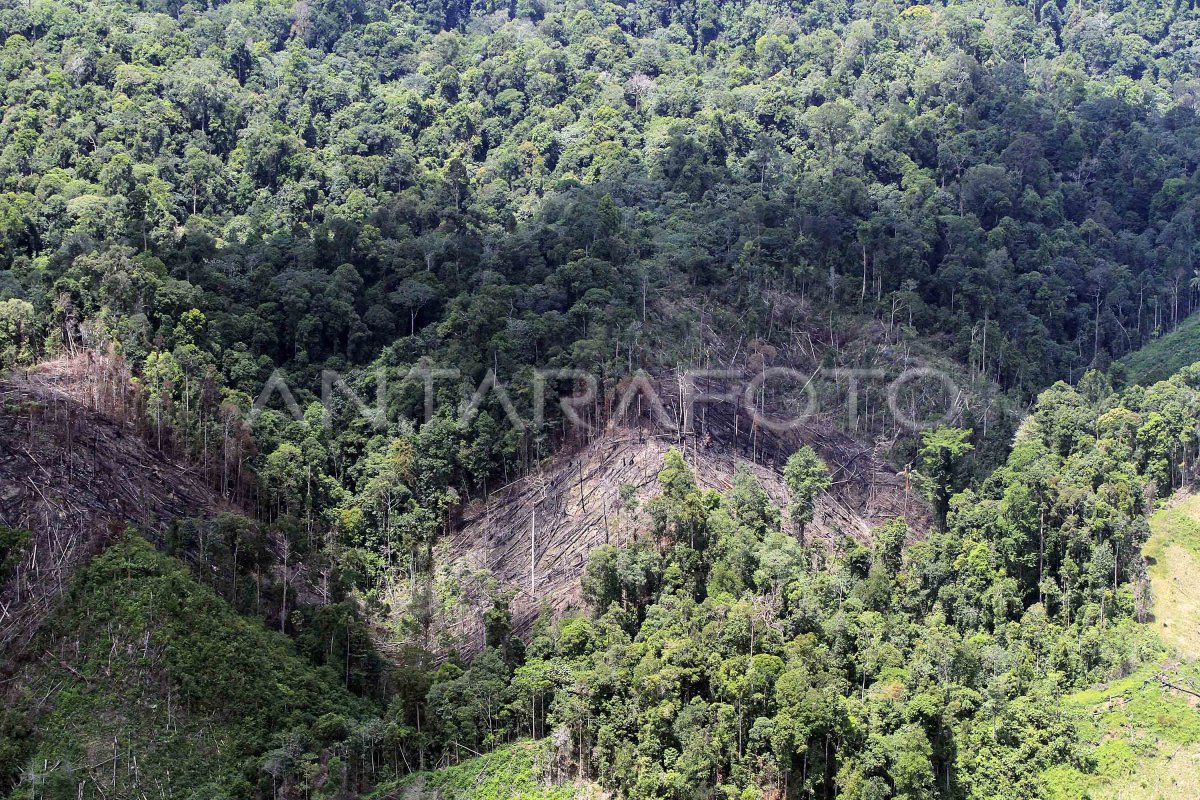 ANCAM TAMAN NASIONAL | ANTARA Foto ANCAM TAMAN NASIONAL | ANTARA Foto
