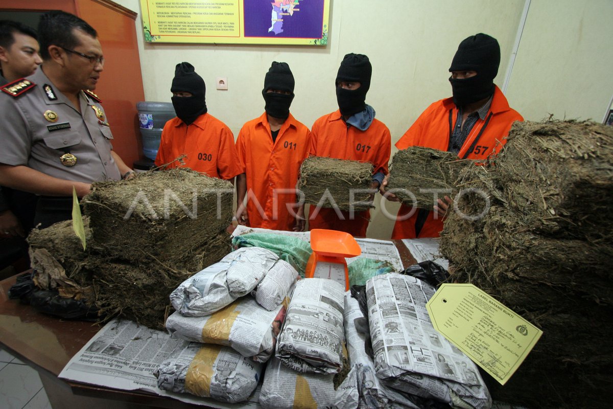 TANGKAP PENGEDAR GANJA | ANTARA Foto