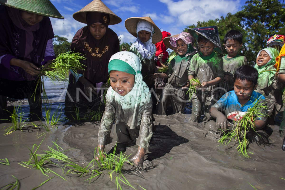 BELAJAR MENANAM PADI | ANTARA Foto