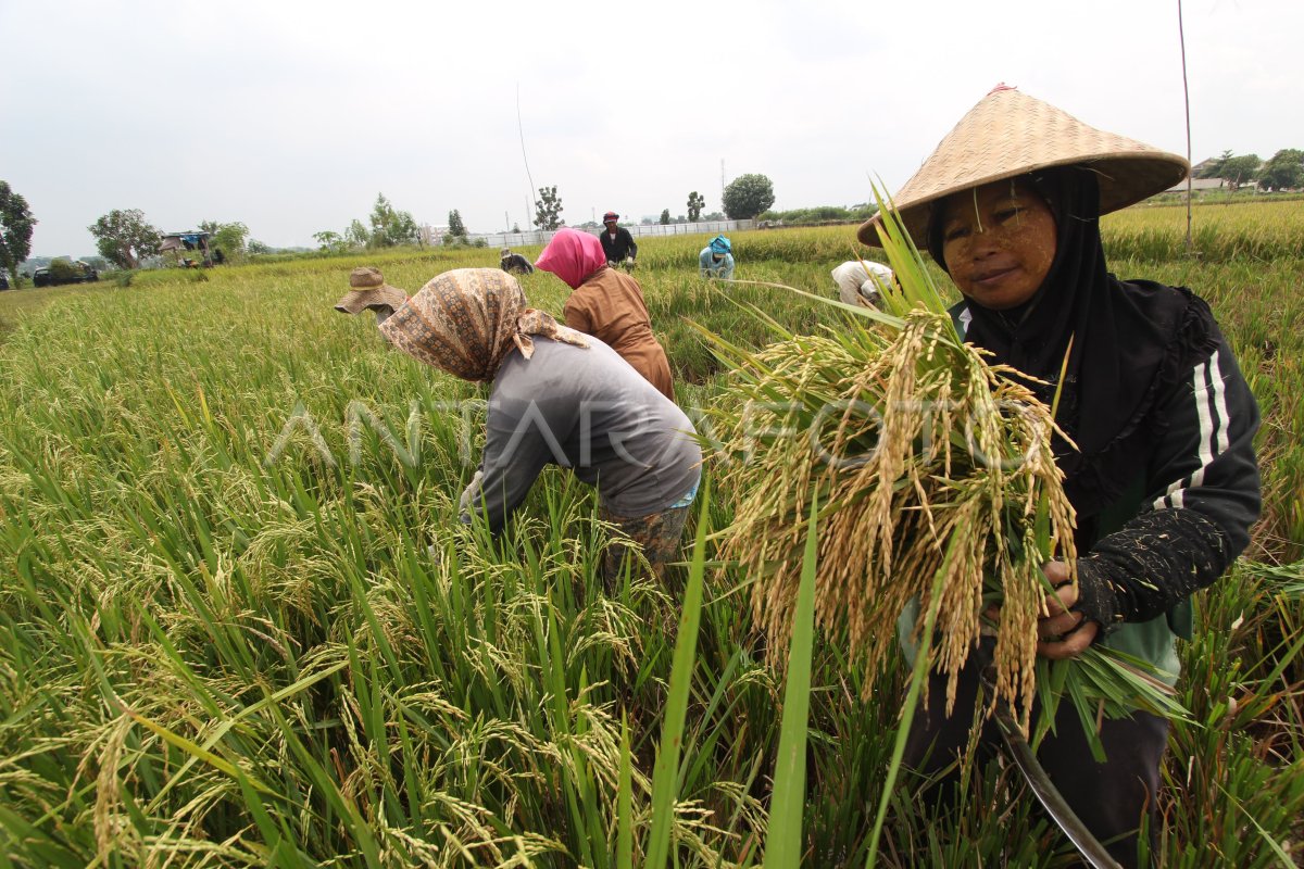 PANEN RAYA PADI | ANTARA Foto