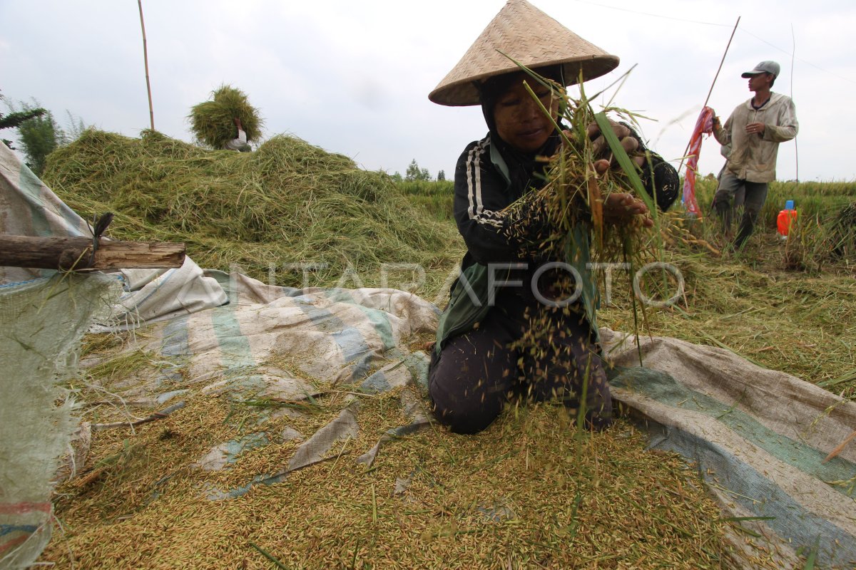 PANEN RAYA PADI | ANTARA Foto
