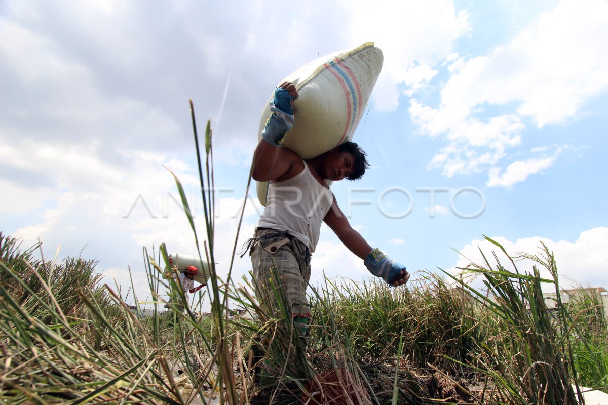 PANEN RAYA PADI SUMUT | ANTARA Foto