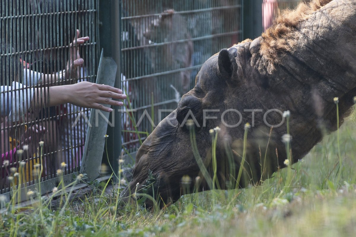 WISATAWAN PADATI RAGUNAN | ANTARA Foto WISATAWAN PADATI RAGUNAN | ANTARA Foto