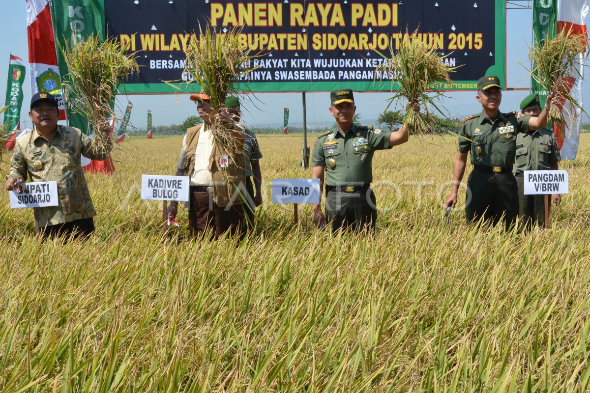 PANEN RAYA PADI | ANTARA Foto