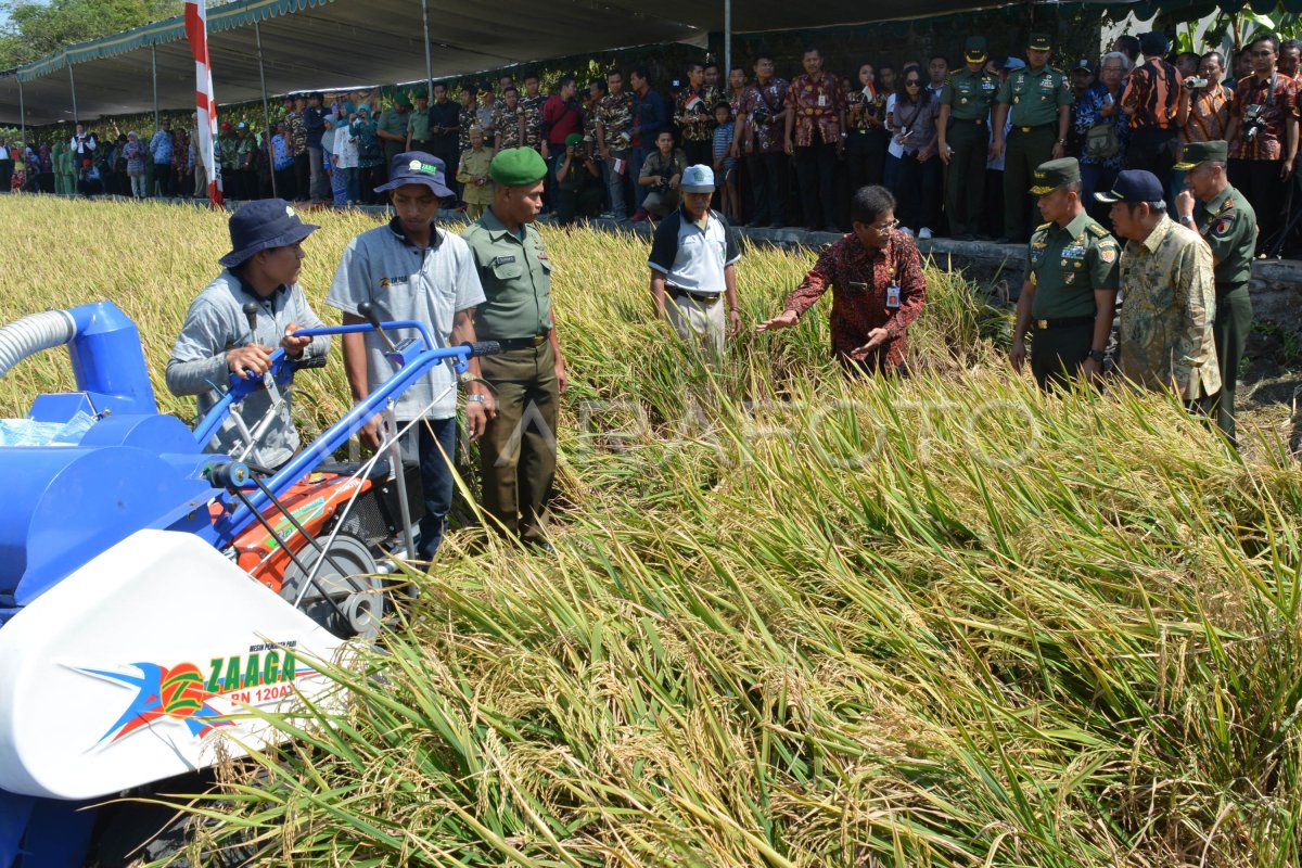 PANEN RAYA PADI | ANTARA Foto