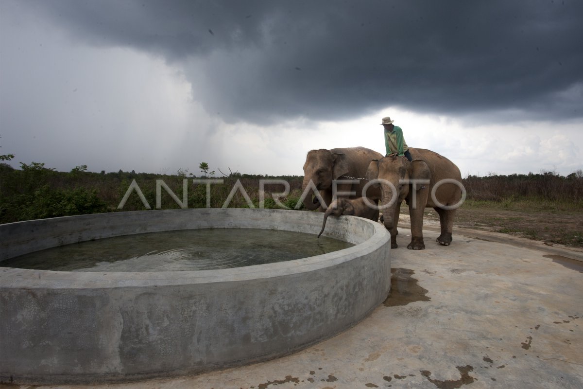WISATA TAMAN NASIONAL WAY KAMBAS | ANTARA Foto