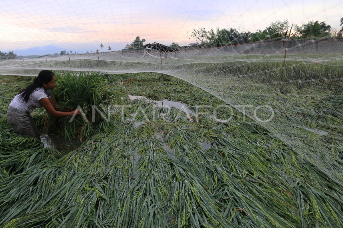 PADI TERANCAM GAGAL PANEN | ANTARA Foto