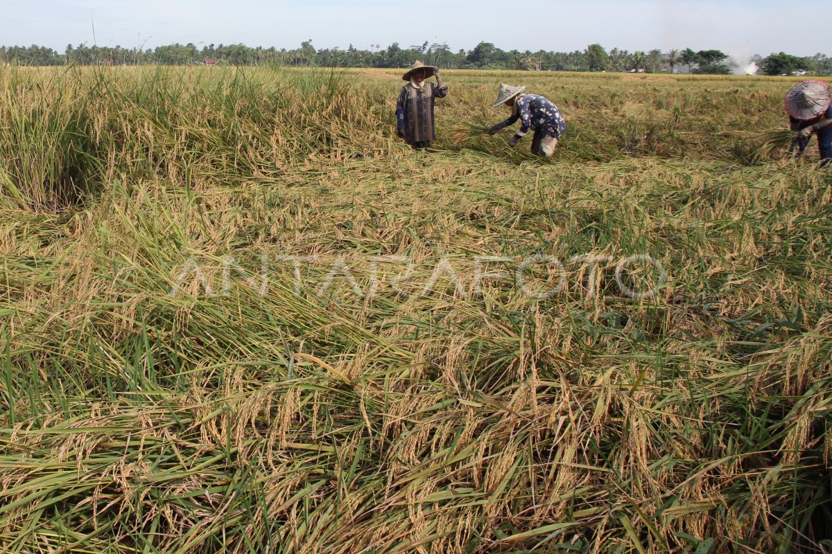 PANEN PADI LEBIH CEPAT | ANTARA Foto