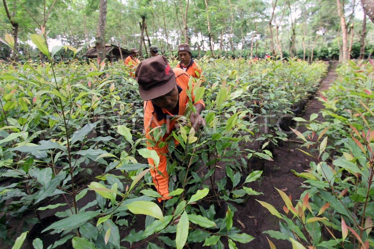 PEMBIBITAN TANAMAN CENGKEH | ANTARA Foto