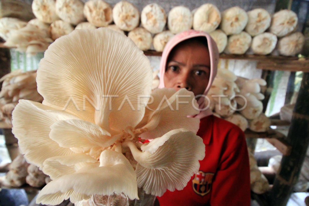 BUDIDAYA JAMUR TIRAM ACEH | ANTARA Foto