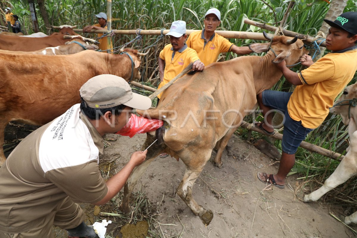 TARGET SAPI INDUKAN WAJIB BUNTING | ANTARA Foto TARGET SAPI INDUKAN WAJIB BUNTING | ANTARA Foto