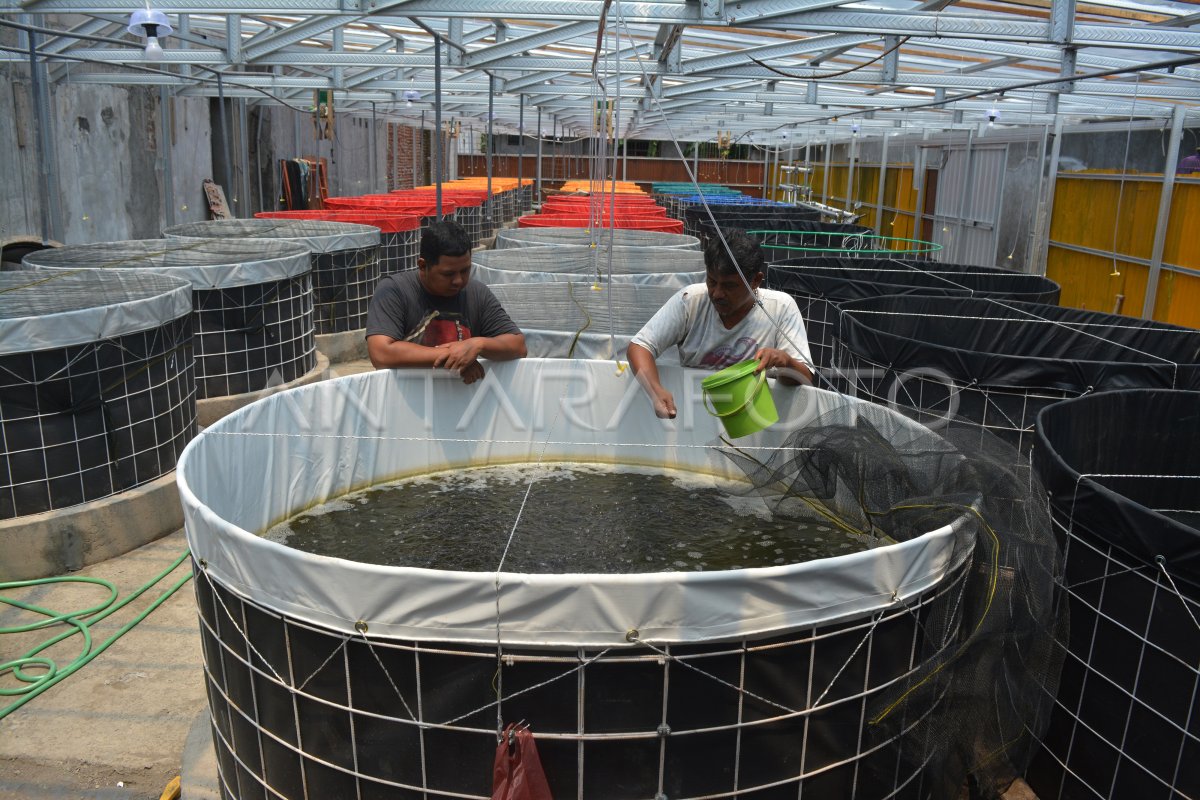 BUDIDAYA IKAN LELE SISTEM BIOFLOK | ANTARA Foto BUDIDAYA IKAN LELE SISTEM BIOFLOK | ANTARA Foto