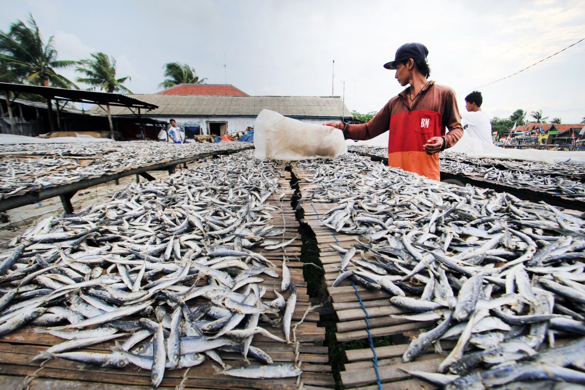 PRODUKSI IKAN ASIN BERKURANG | ANTARA Foto