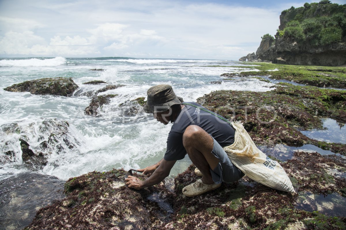 PENCARI RUMPUT LAUT | ANTARA Foto