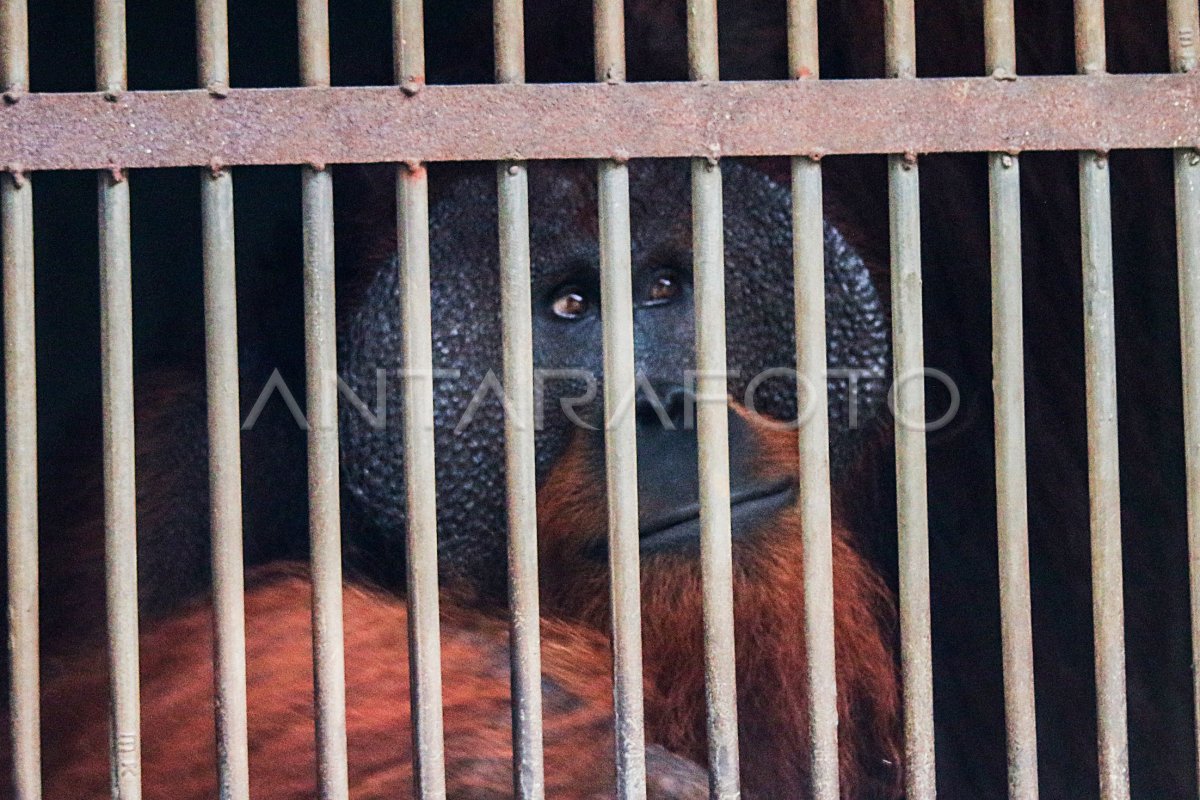 TRANSLOKASI ORANG UTAN DAN BERUANG MADU | ANTARA Foto TRANSLOKASI ORANG UTAN DAN BERUANG MADU | ANTARA Foto
