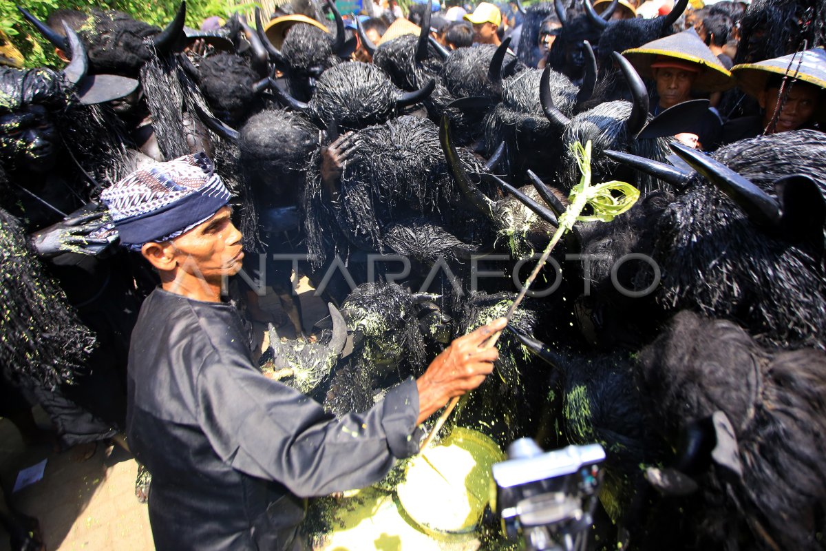 RITUAL ADAT KEBO-KEBOAN | ANTARA Foto
