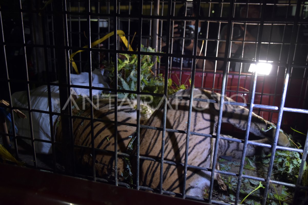 HARIMAU SUMATERA TEWAS TERJERAT | ANTARA Foto HARIMAU SUMATERA TEWAS TERJERAT | ANTARA Foto