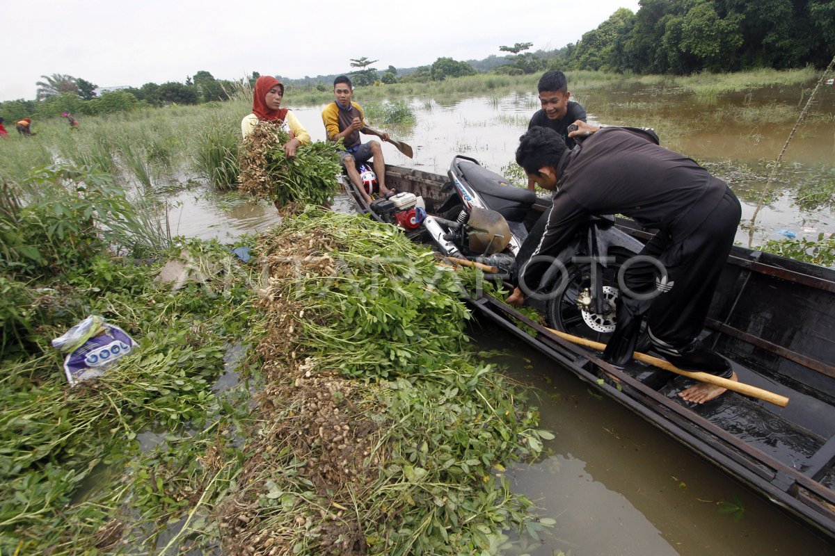 TERANCAM GAGAL PANEN AKIBAT BANJIR | ANTARA Foto