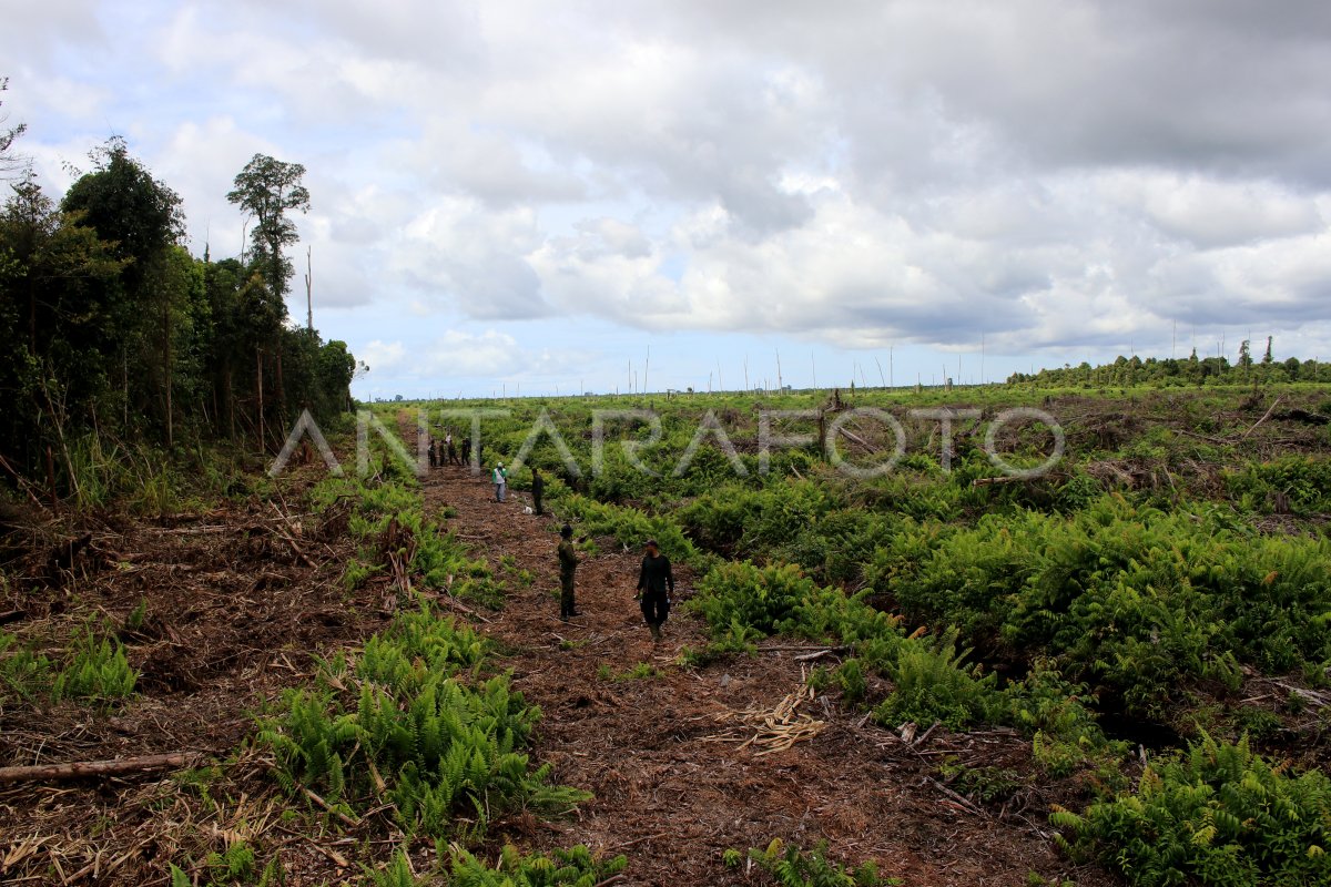 PERAMBAHAN KAWASAN LINDUNG GAMBUT RAWA TRIPA | ANTARA Foto