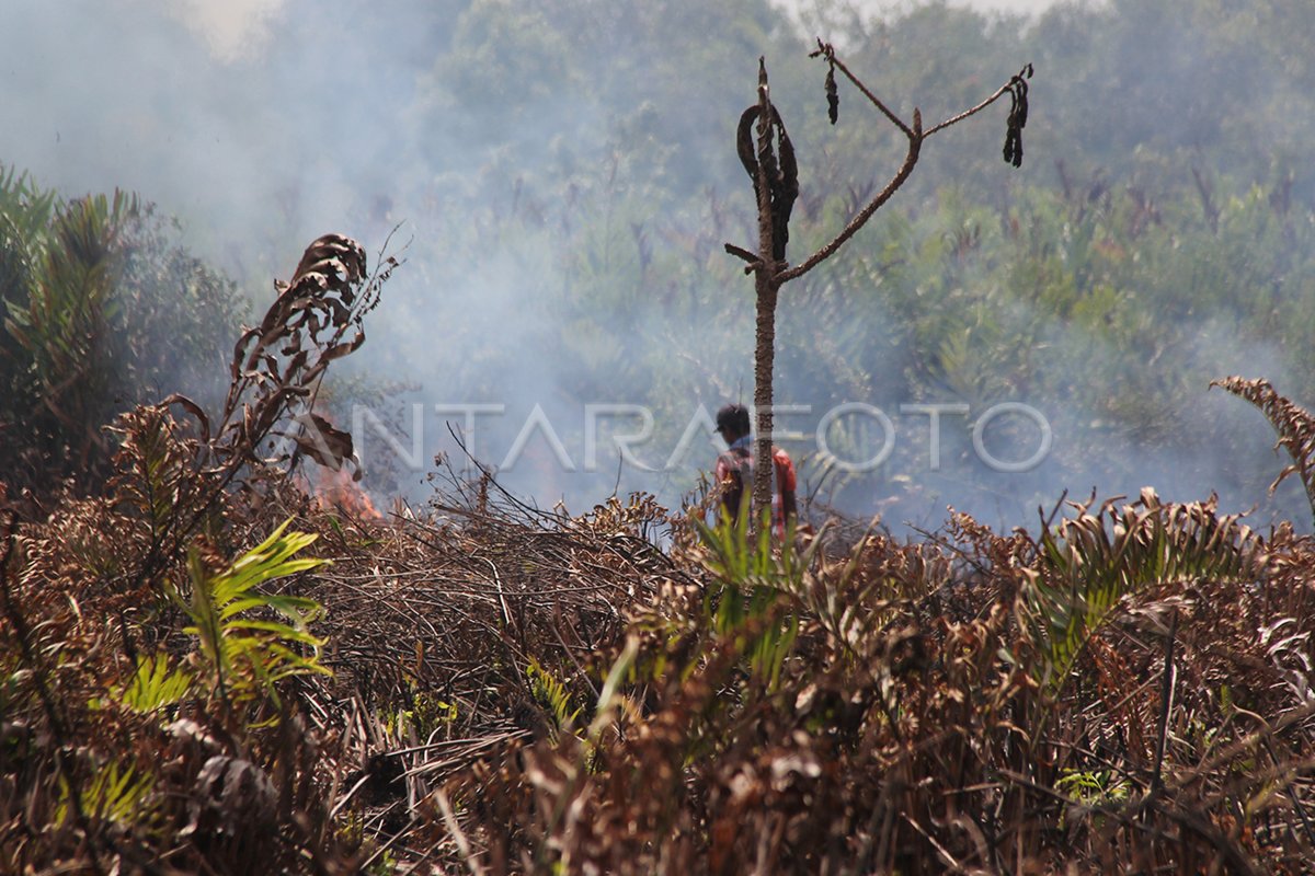 KEBAKARAN LAHAN MELUAS DI ROKAN HILIR | ANTARA Foto KEBAKARAN LAHAN MELUAS DI ROKAN HILIR | ANTARA Foto