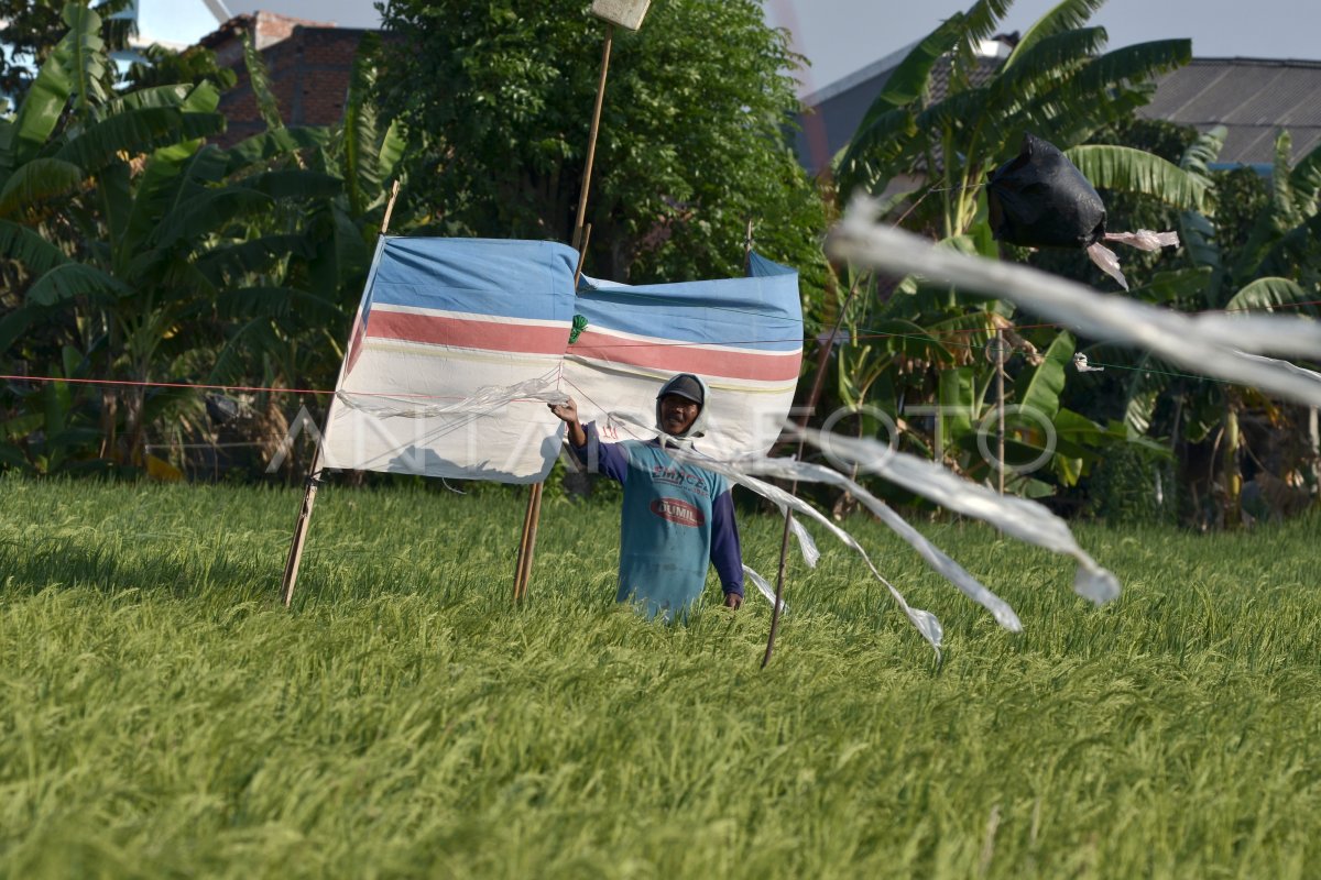 SAWAH TETAP PRODUKTIF WALAU MUSIM KEMARAU | ANTARA Foto SAWAH TETAP PRODUKTIF WALAU MUSIM KEMARAU | ANTARA Foto