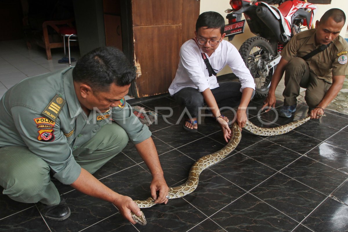 AMANKAN SATWA DILINDUNGI DARI PERDAGANGAN ILEGAL | ANTARA Foto