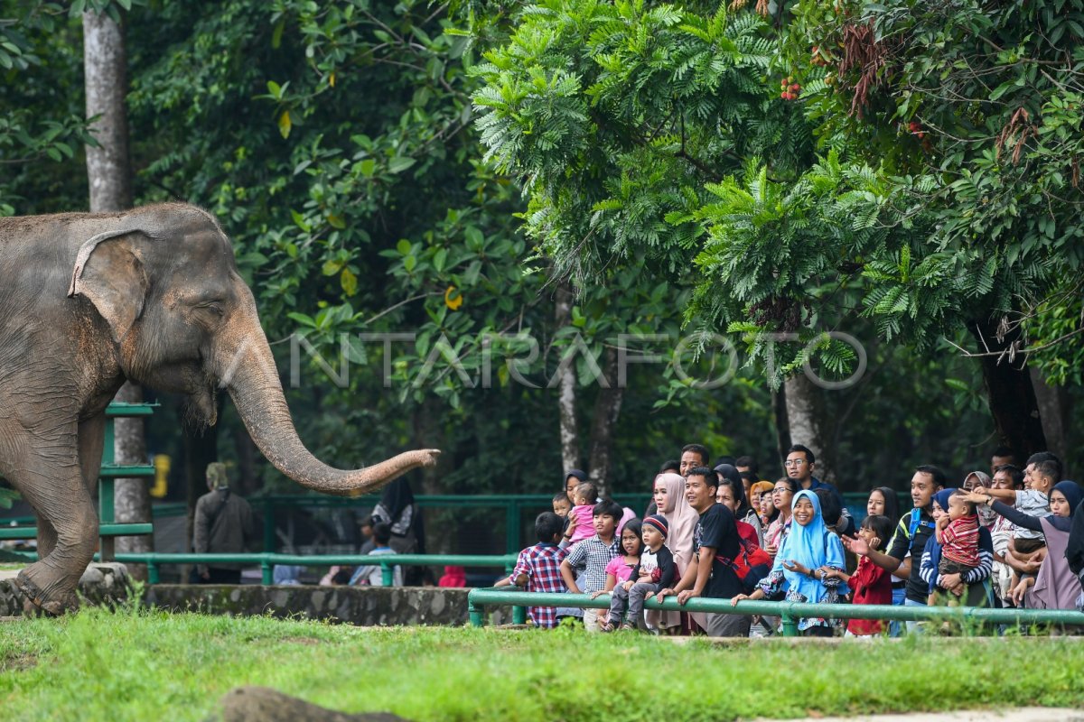 WISATAWAN PADATI RAGUNAN | ANTARA Foto WISATAWAN PADATI RAGUNAN | ANTARA Foto