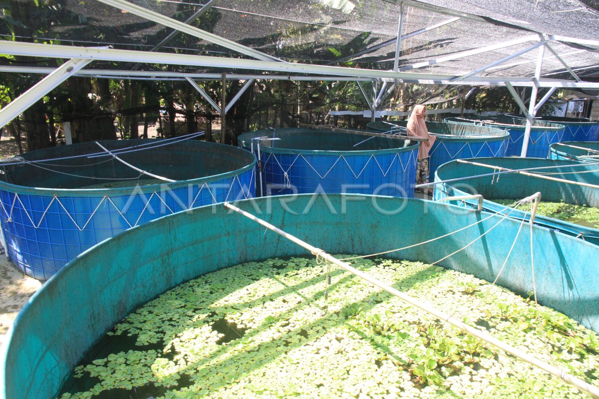 BUDIDAYA LELE SISTEM BIOFLOK | ANTARA Foto BUDIDAYA LELE SISTEM BIOFLOK | ANTARA Foto