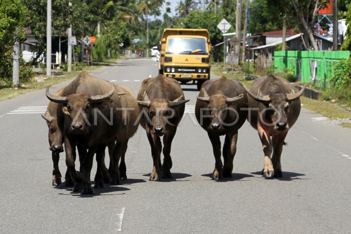 TERNAK WARGA BERKELIARAN DI JALAN | ANTARA Foto TERNAK WARGA BERKELIARAN DI JALAN | ANTARA Foto