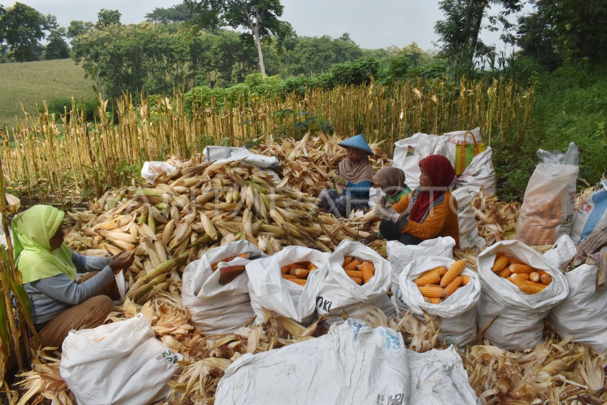 PETANI PESANGGEM PANEN JAGUNG | ANTARA Foto