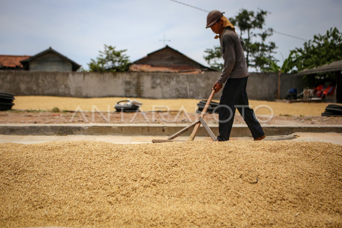 TARGET PENYERAPAN GABAH DAN BERAS | ANTARA Foto
