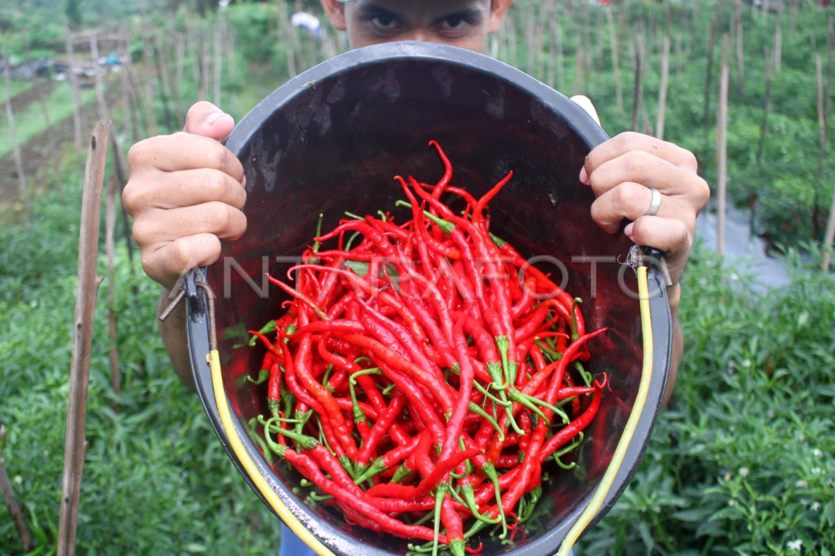 HARGA CABAI MERAH MULAI MEMBAIK | ANTARA Foto