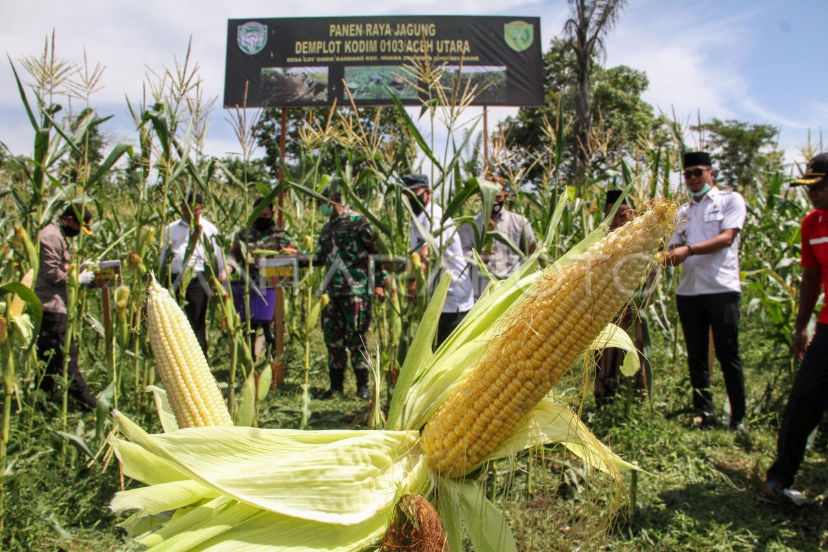 PANEN RAYA JAGUNG DI ACEH | ANTARA Foto