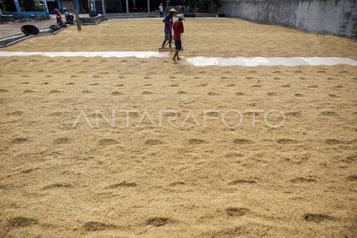 SERAPAN GABAH PETANI SEMESTER PERTAMA 2020 | ANTARA Foto